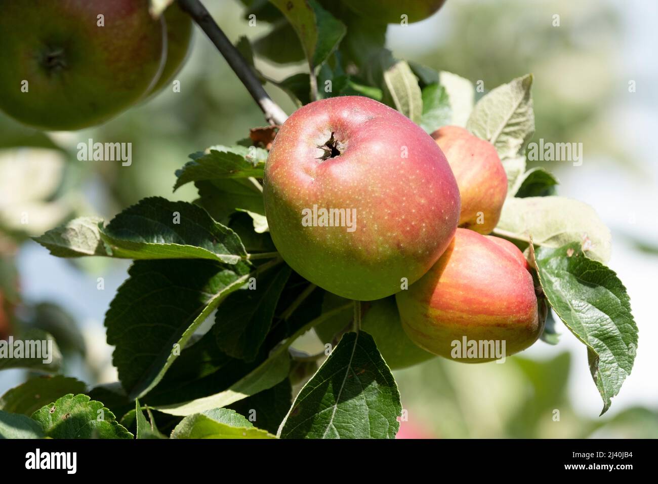 The may queen hi-res stock photography and images - Alamy