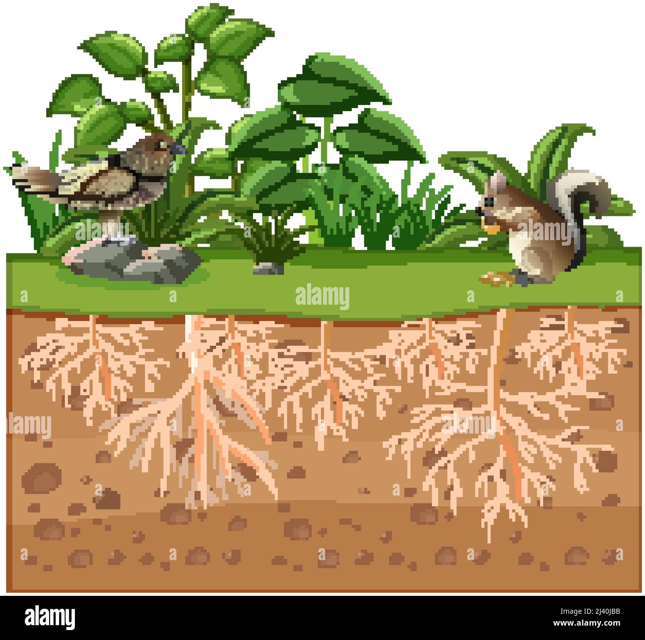 Scientific education of plant and its root illustration Stock Vector ...