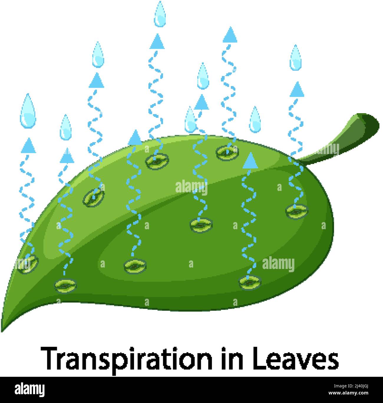 Science concept with transpiration in leaves illustration Stock Vector ...