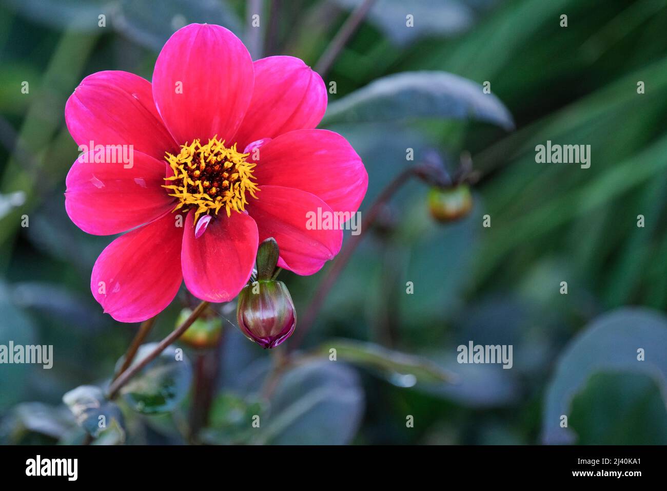 Dahlia 'Roxy'. Single or a Paeony type Dahlia with deep magenta-pink ...