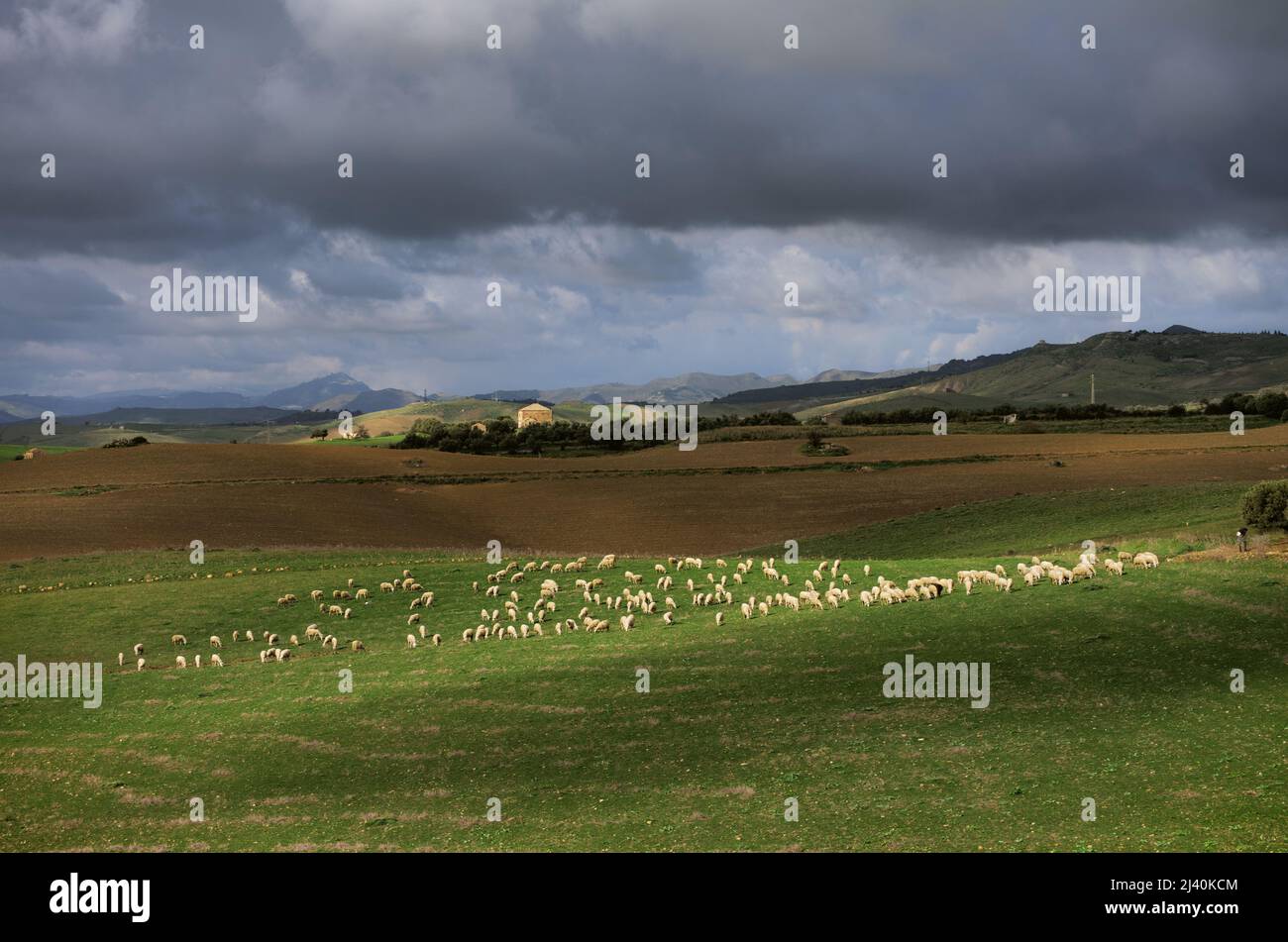 sheep flock in field of Sicily farm landscape Stock Photo - Alamy