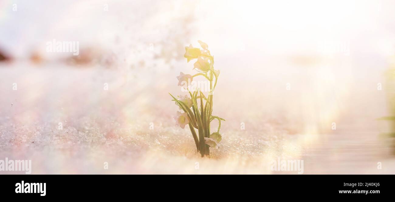 The first spring flowers. Snowdrops in the forest grow out of snow ...