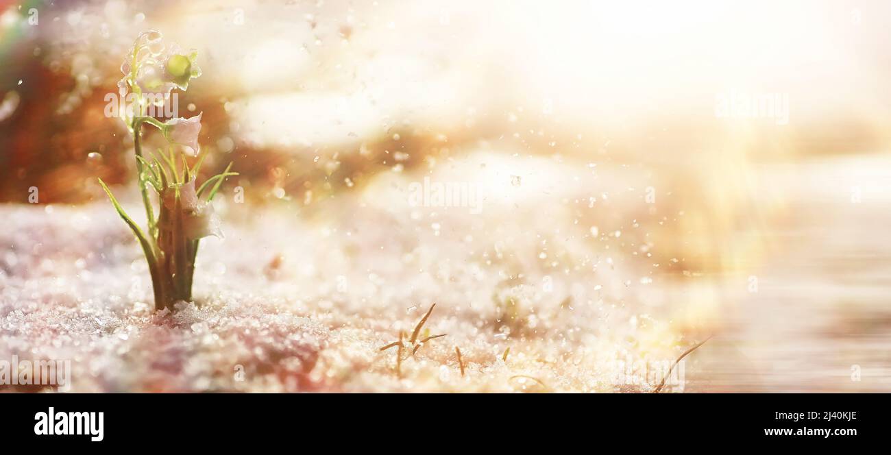 The first spring flowers. Snowdrops in the forest grow out of snow ...