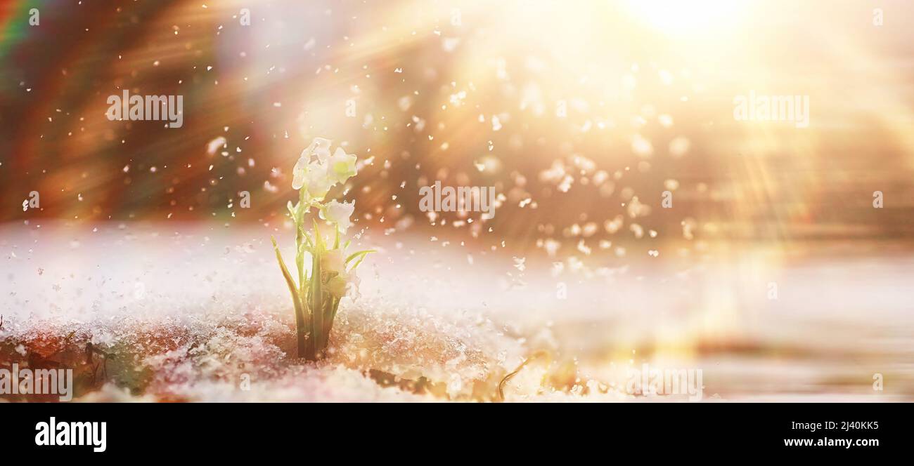 The first spring flowers. Snowdrops in the forest grow out of snow ...