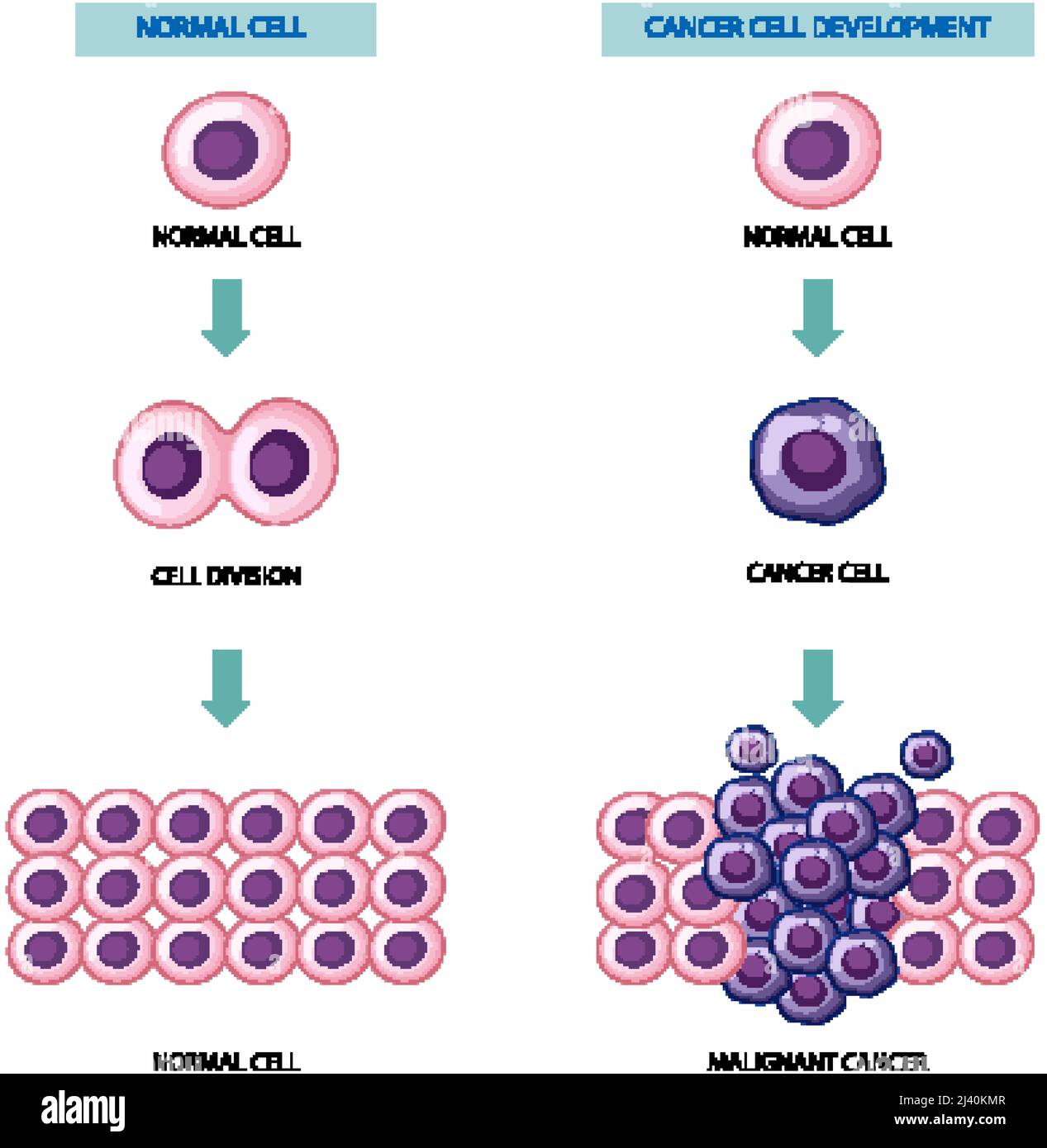Cancer Cell Division
