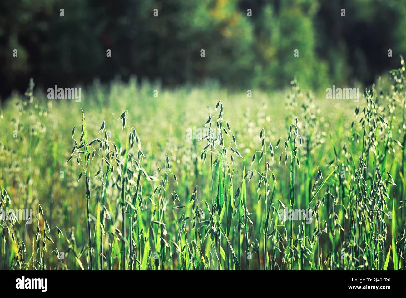 Bright spring greens at dawn in the forest. Nature comes to life in ...
