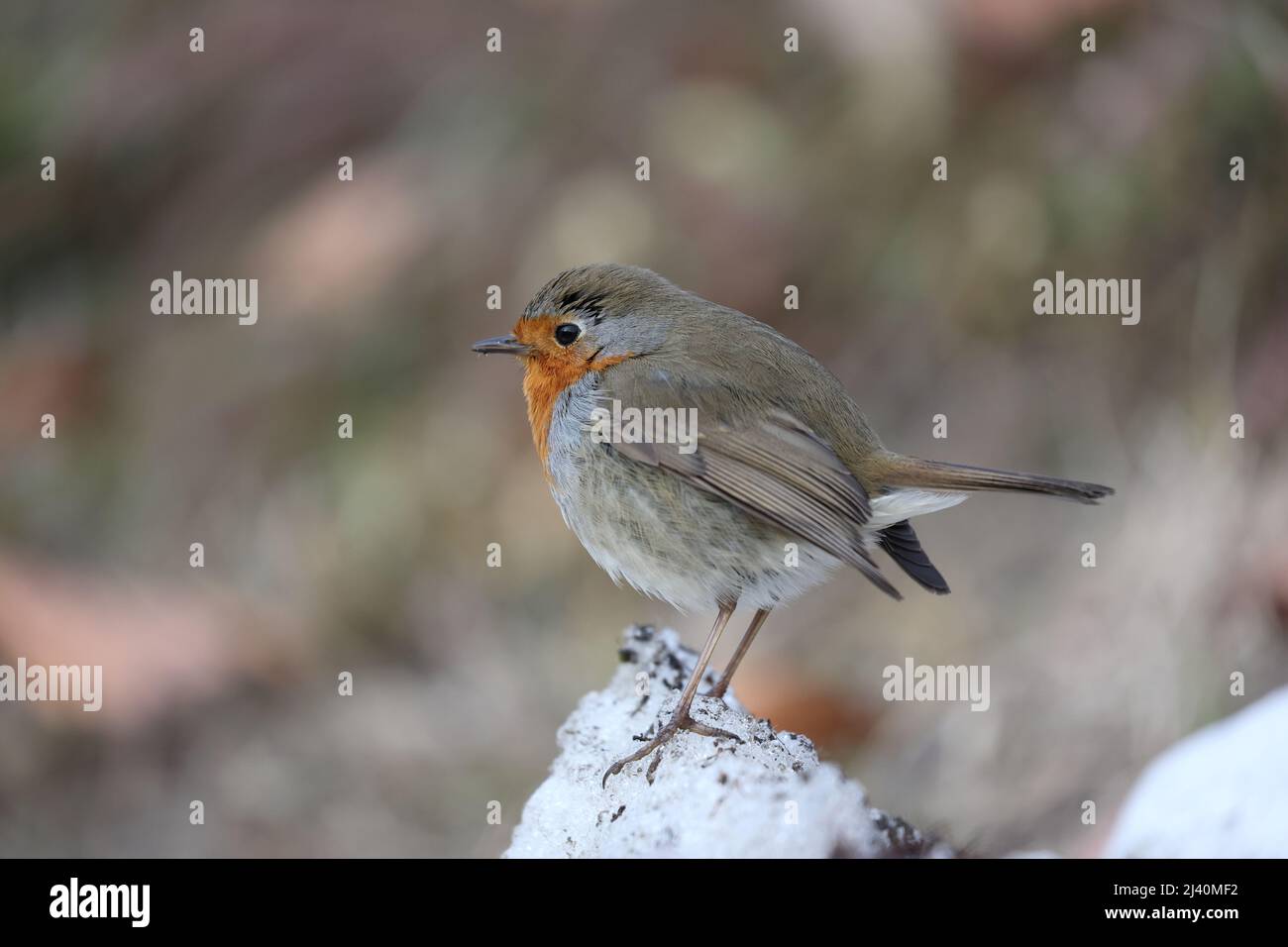 Beautyful european robin sitting on the ground in the winter Stock ...