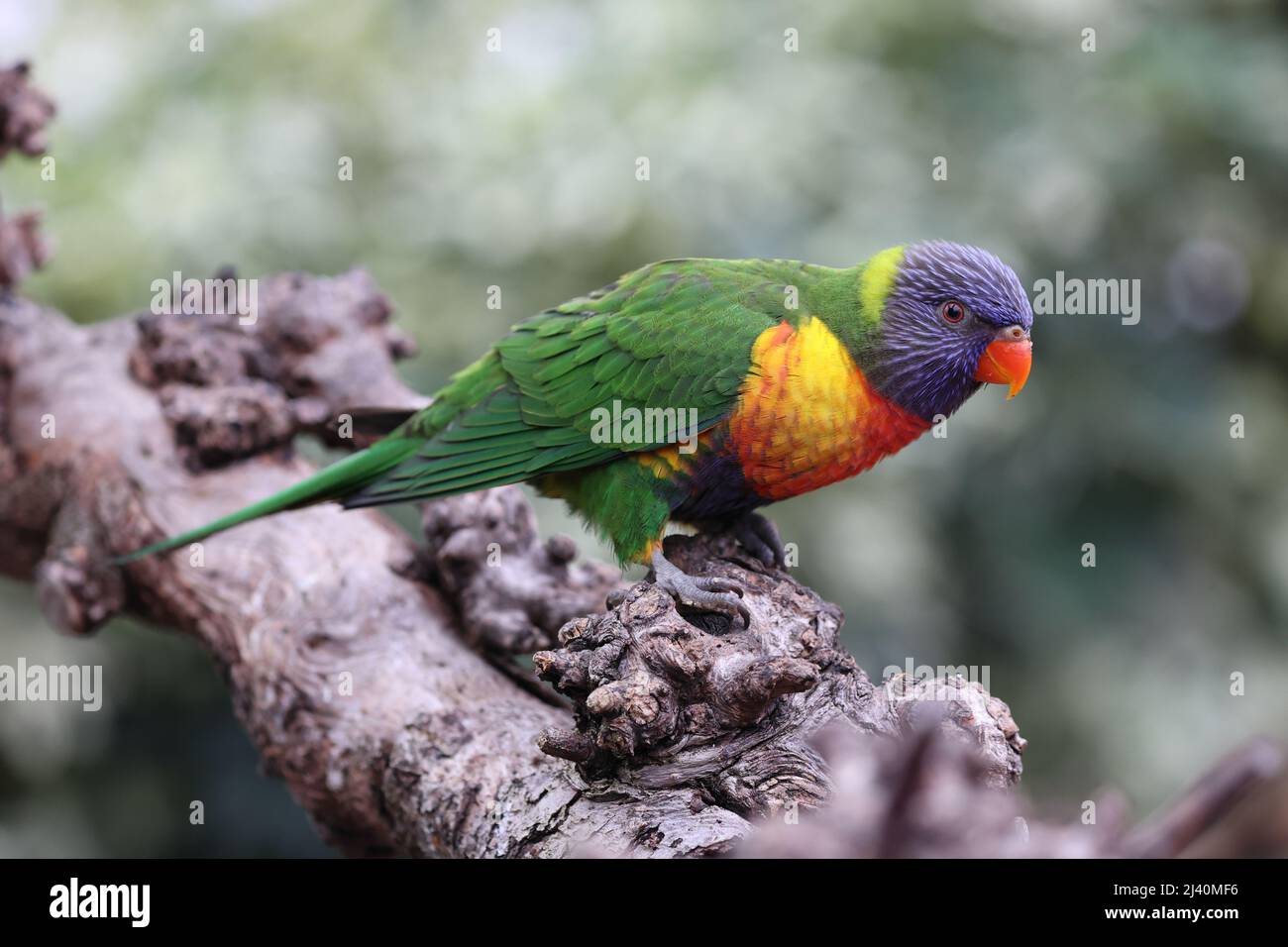 Beautyful rainbow lorikeet parrot sitting on a branch Stock Photo - Alamy