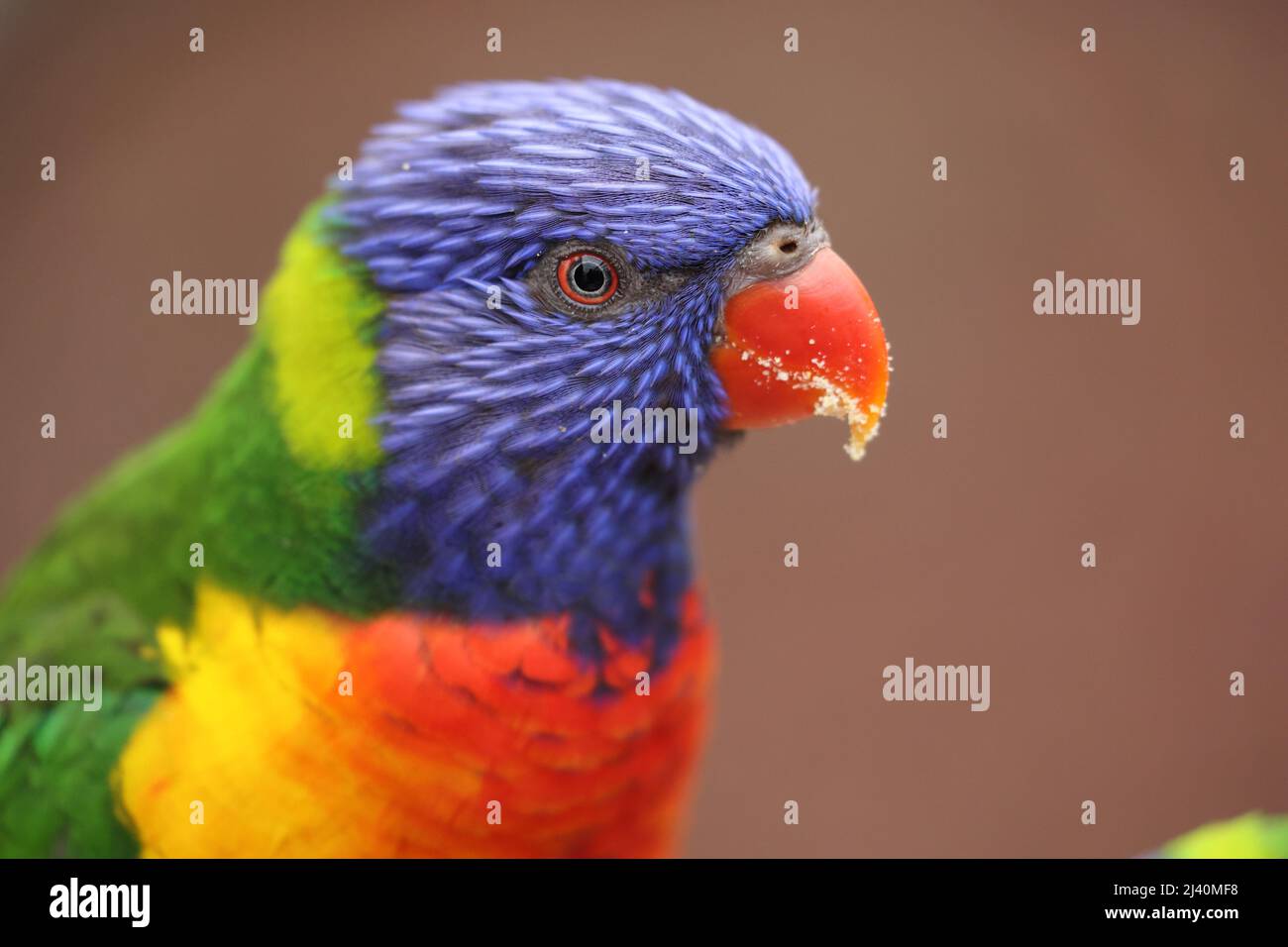 Rainbow the parrot hi-res stock photography and images - Alamy