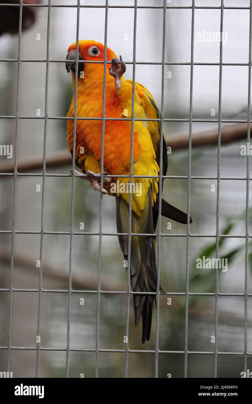 sun conure in a cage or aviary living in captivity Stock Photo - Alamy