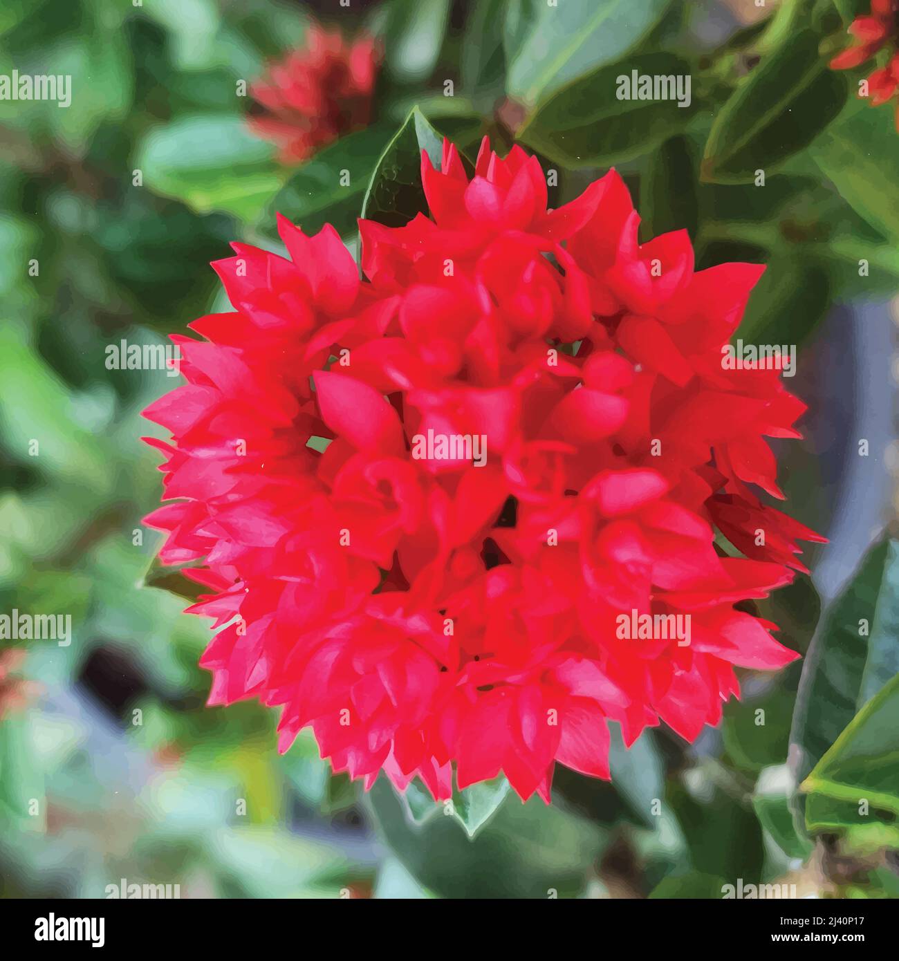 Red asoka flower Stock Vector Images - Alamy