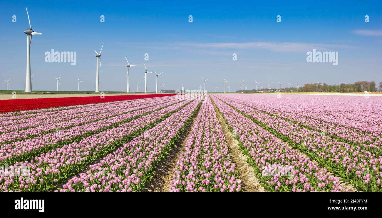 Panorama of pink and red tulips in front of wind turbines in ...