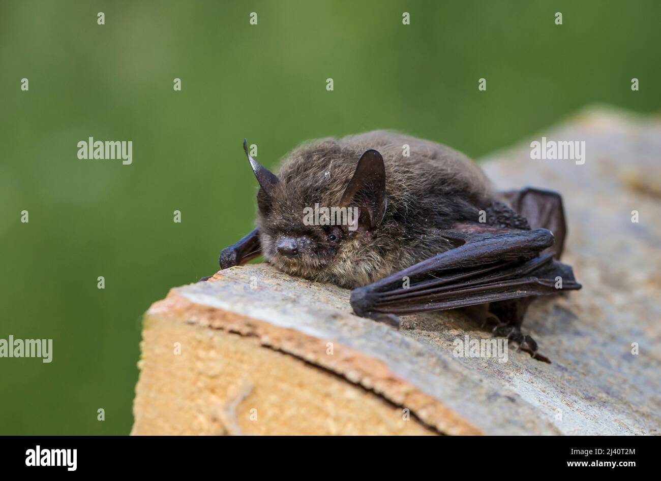 Kleine Bartfledermaus, whiskered bat, Myotis mystacinus Stock Photo - Alamy