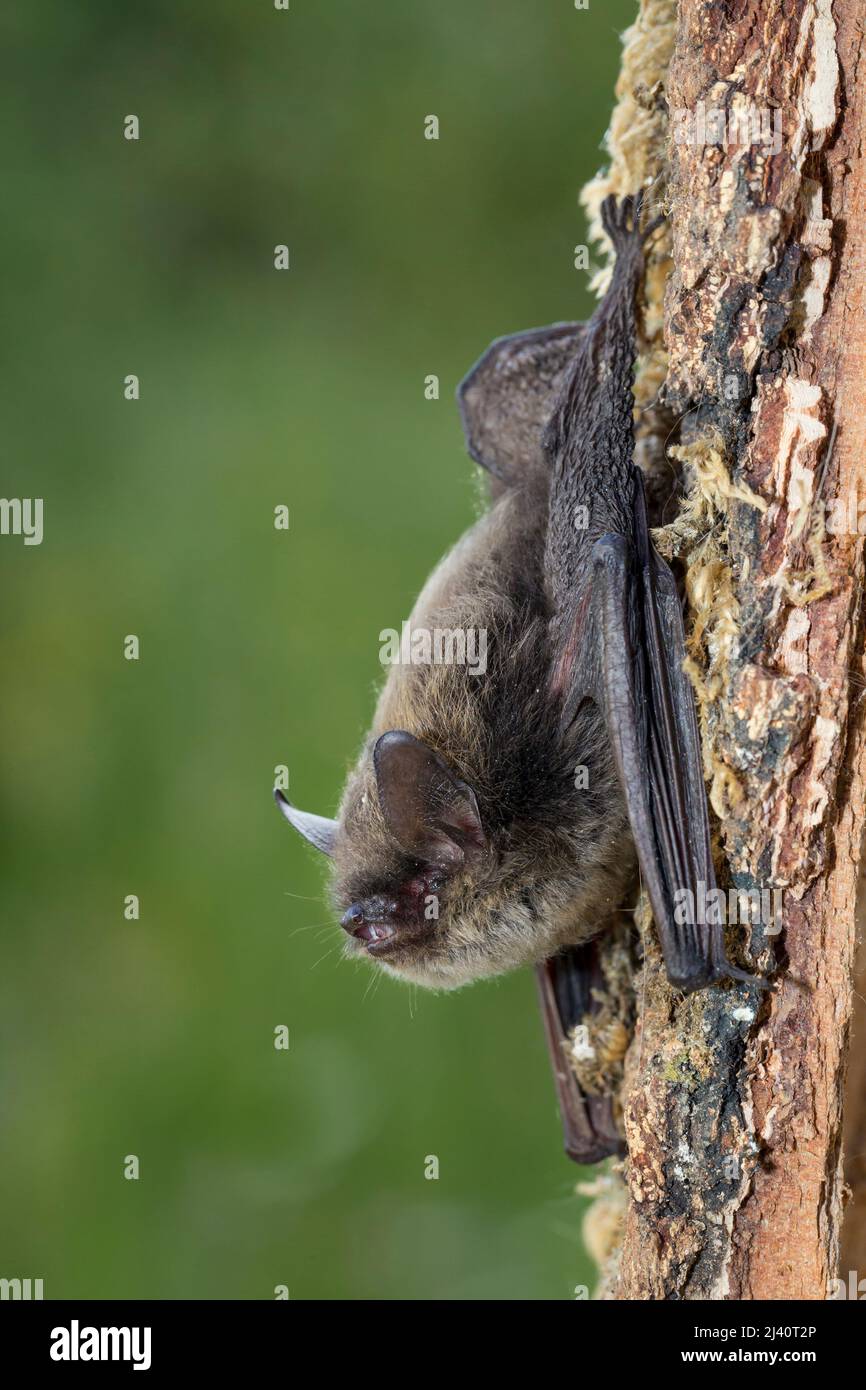Kleine Bartfledermaus, whiskered bat, Myotis mystacinus Stock Photo - Alamy