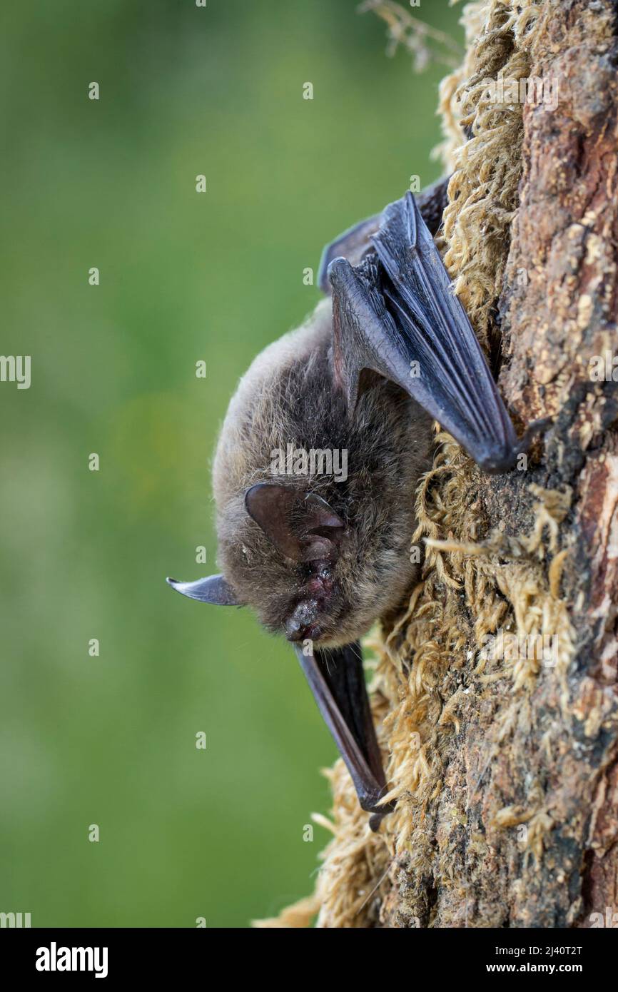 Kleine Bartfledermaus, whiskered bat, Myotis mystacinus Stock Photo - Alamy