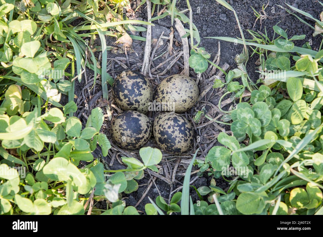 Lapwing on nest hi-res stock photography and images - Alamy