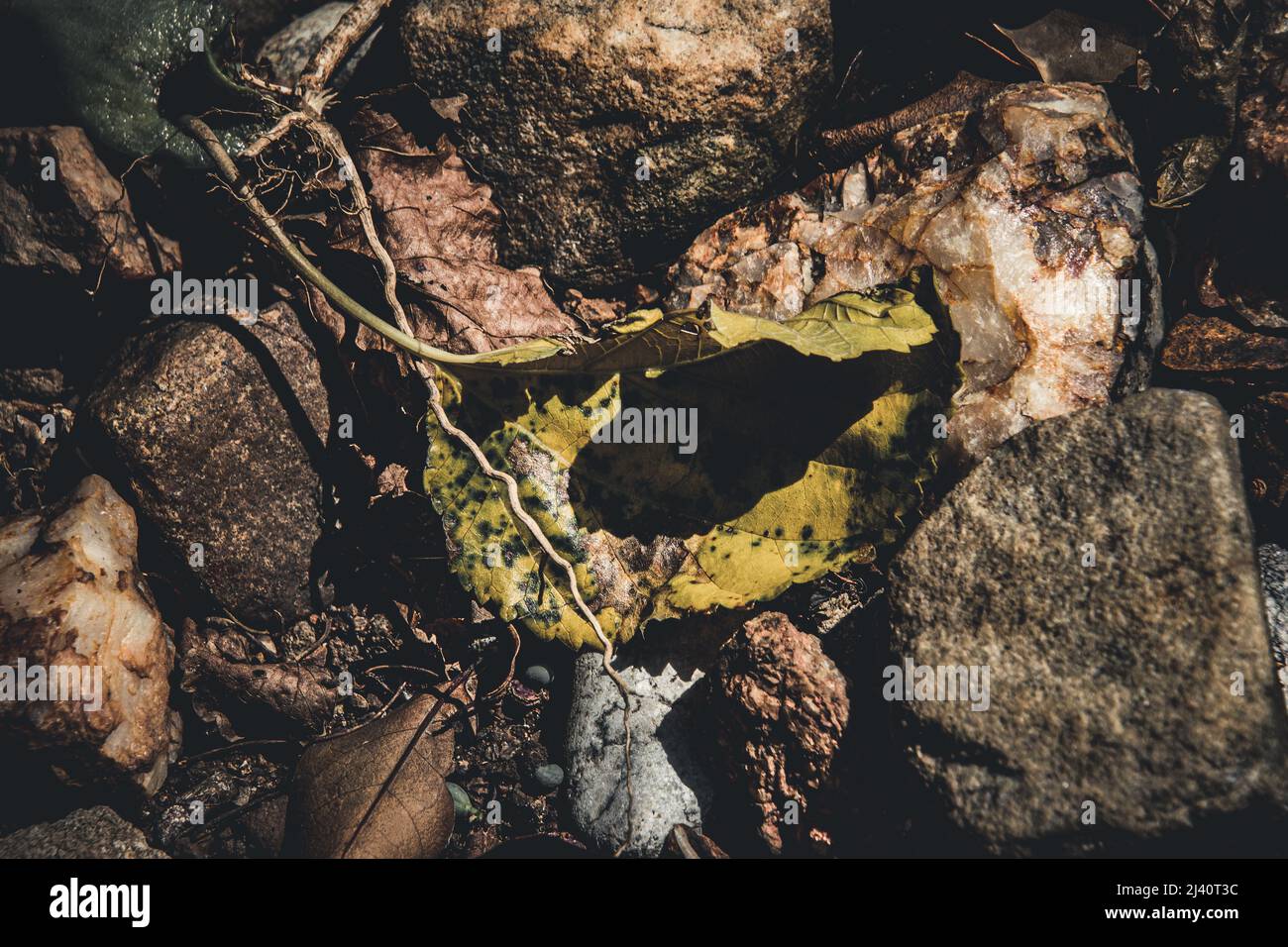 Fine art image of rocks and plant matter for background use Stock Photo ...