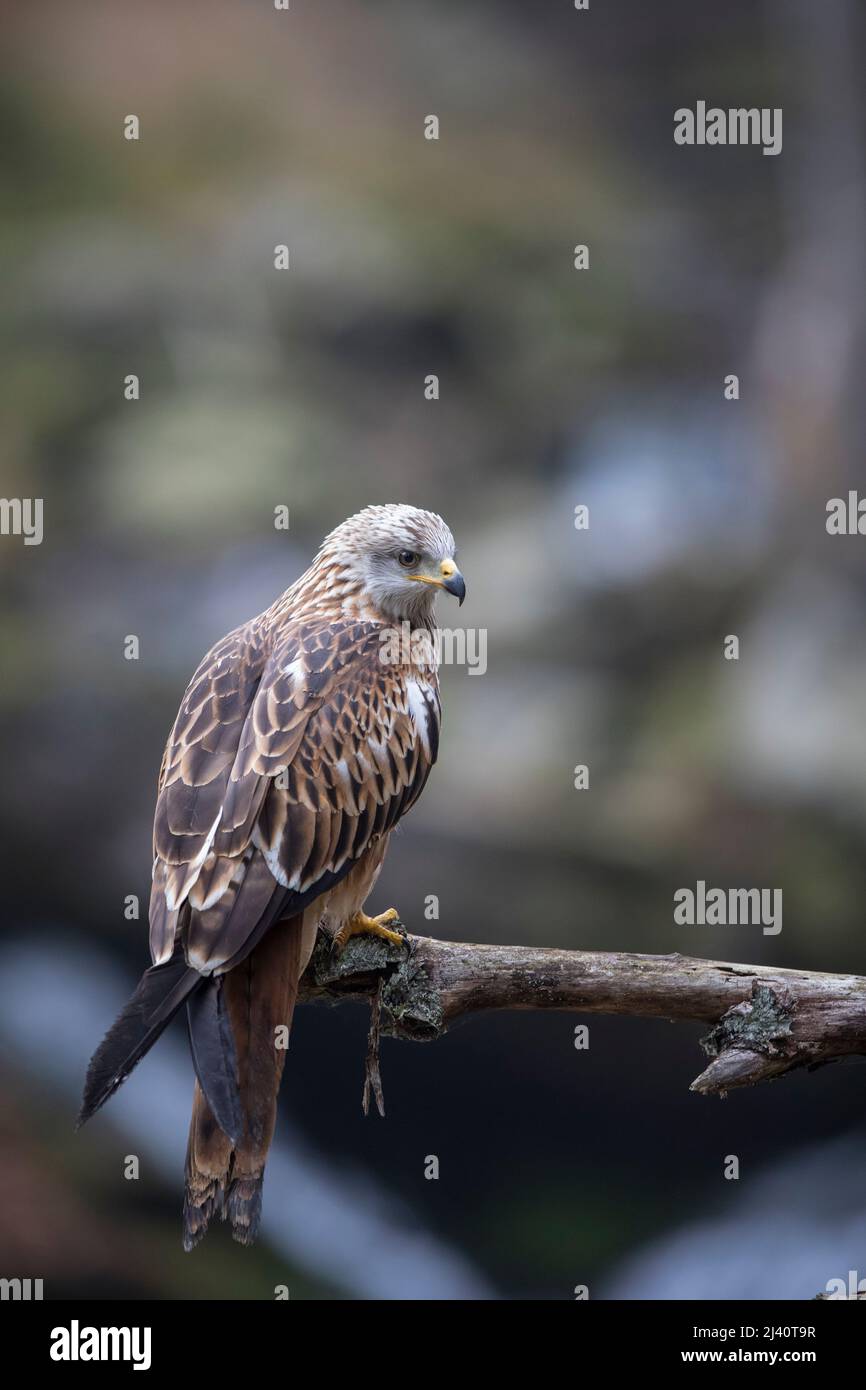 Rotmilan vogel hi-res stock photography and images - Alamy