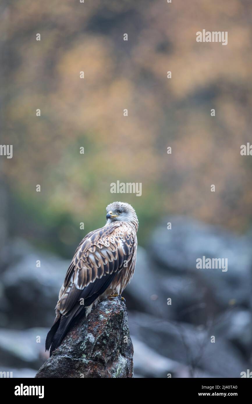 Rotmilan vogel hi-res stock photography and images - Alamy
