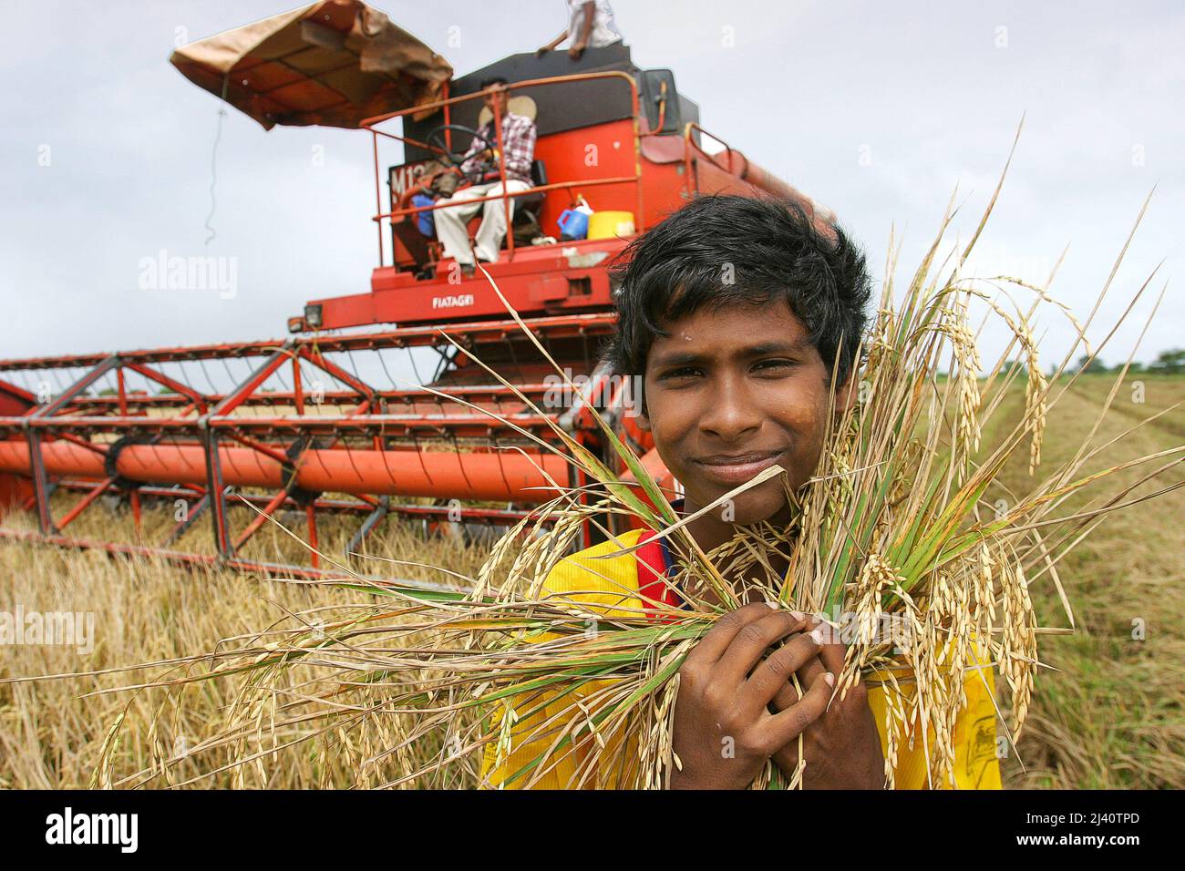 Surinam, the Nickerie district is known as the rice area. During the ...