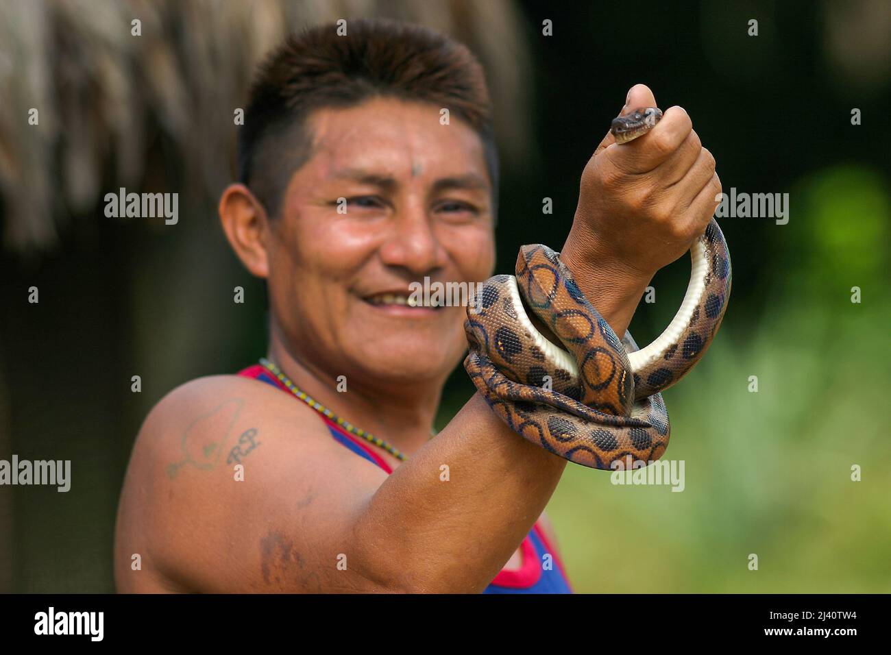Surinam, Trio indian man shows a boa snake in the Amazon village Tepu ...