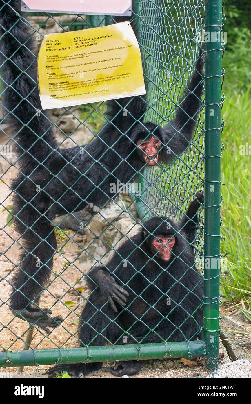 Paramaribo zoo hi-res stock photography and images - Alamy