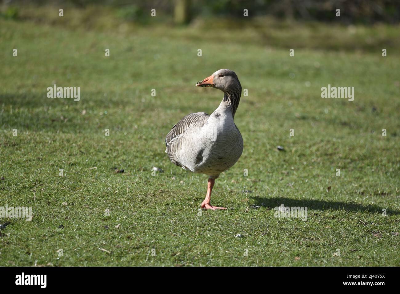 Greylag Goose (Anser anser) Standing on Grass on One Leg Facing Camera ...