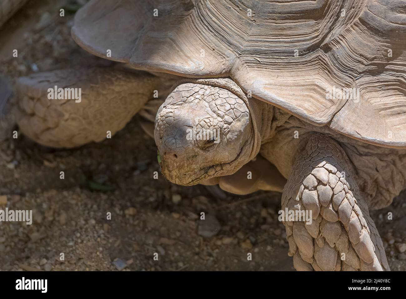 Detailed view of the head of a rare giant tortoise from the galapagos ...