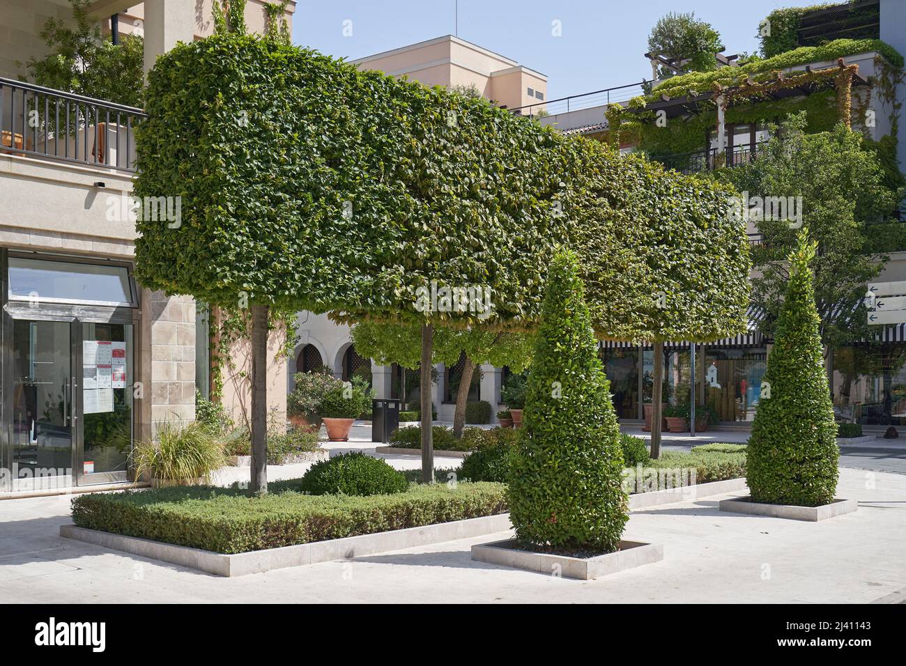 Shaped trimmed tree of rectangular shape in the European city of Tivat ...
