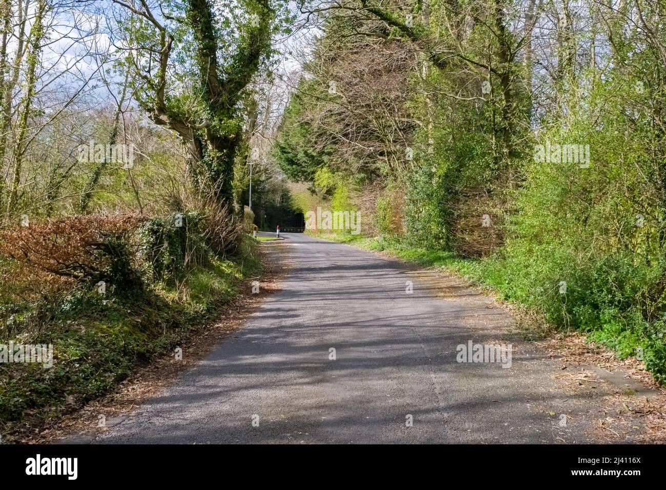 Beautiful Scottish roadway with Trees and hedges on either side ...
