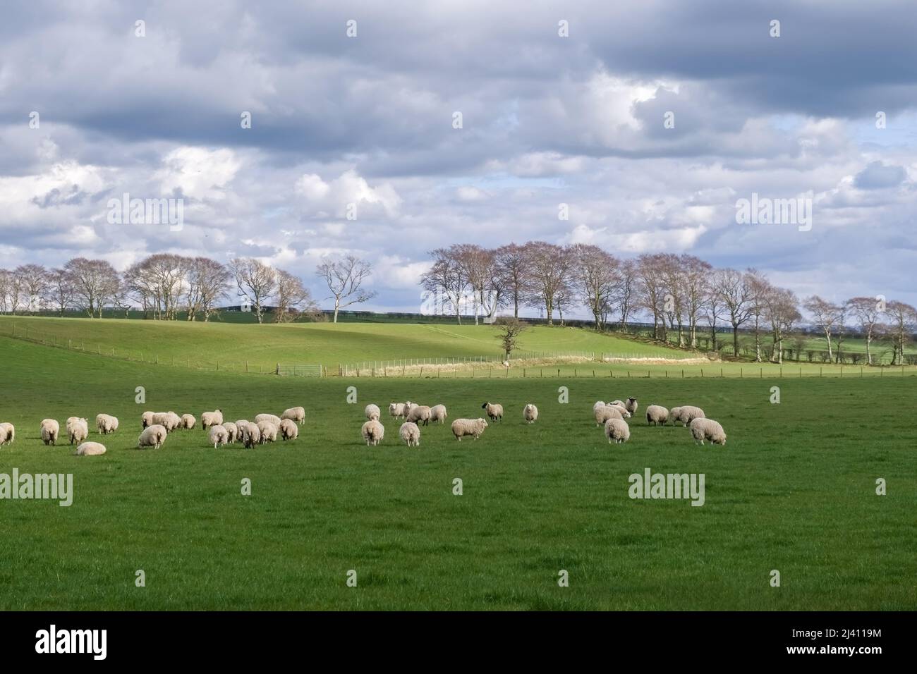 Beautiful Scottish Farmlands in Burns Country with farming fields and ...