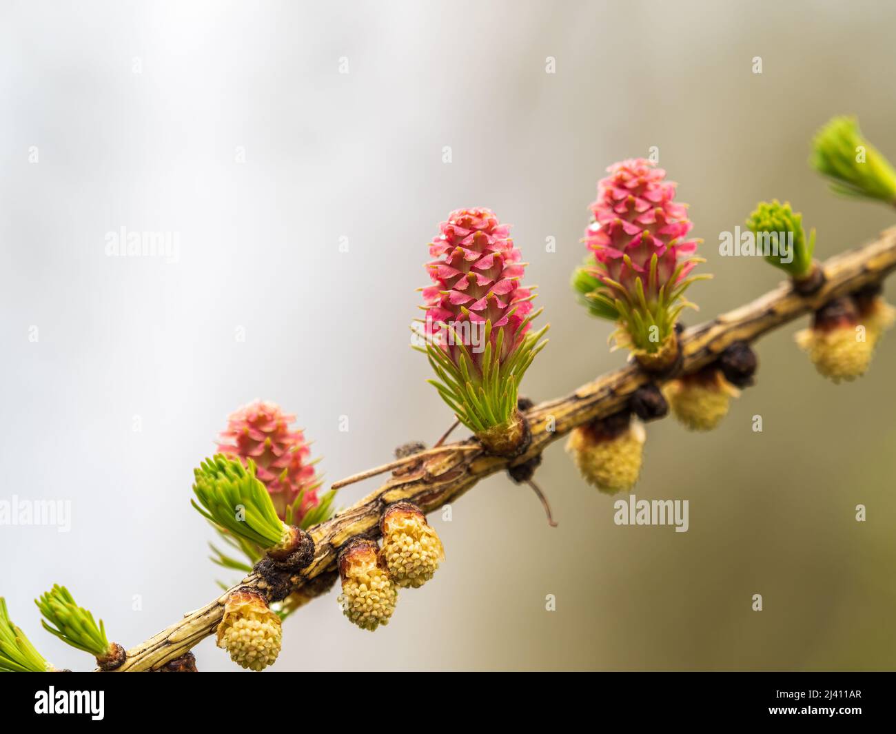 Larch tree fresh pink cones blossom at spring on nature background ...