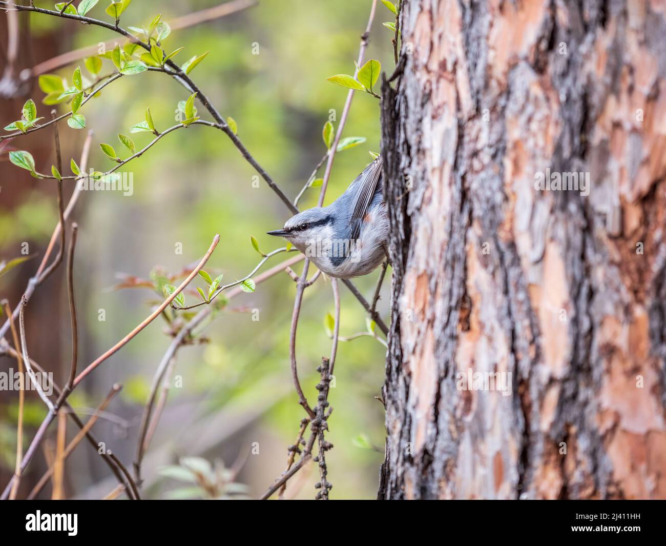 Eurasian nuthatch or wood nuthatch, lat. Sitta europaea, sitting on a ...
