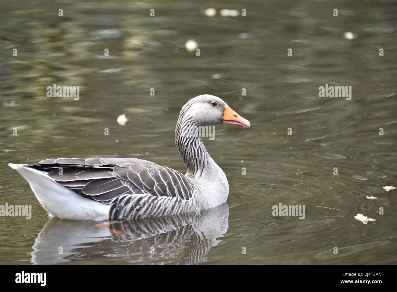 Below water line hi-res stock photography and images - Alamy