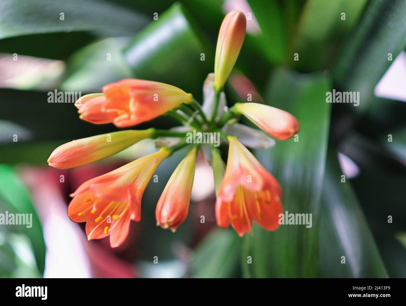 vibrant orange flowers on a Clivia miniata or Kaffir lily. Exotic ...