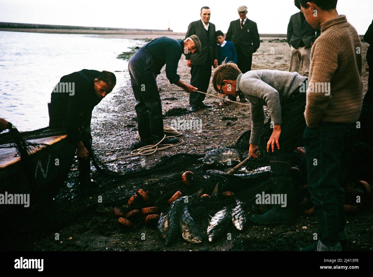 Men and boys on beach netting wild salmon, River Tweed, Berwick on ...