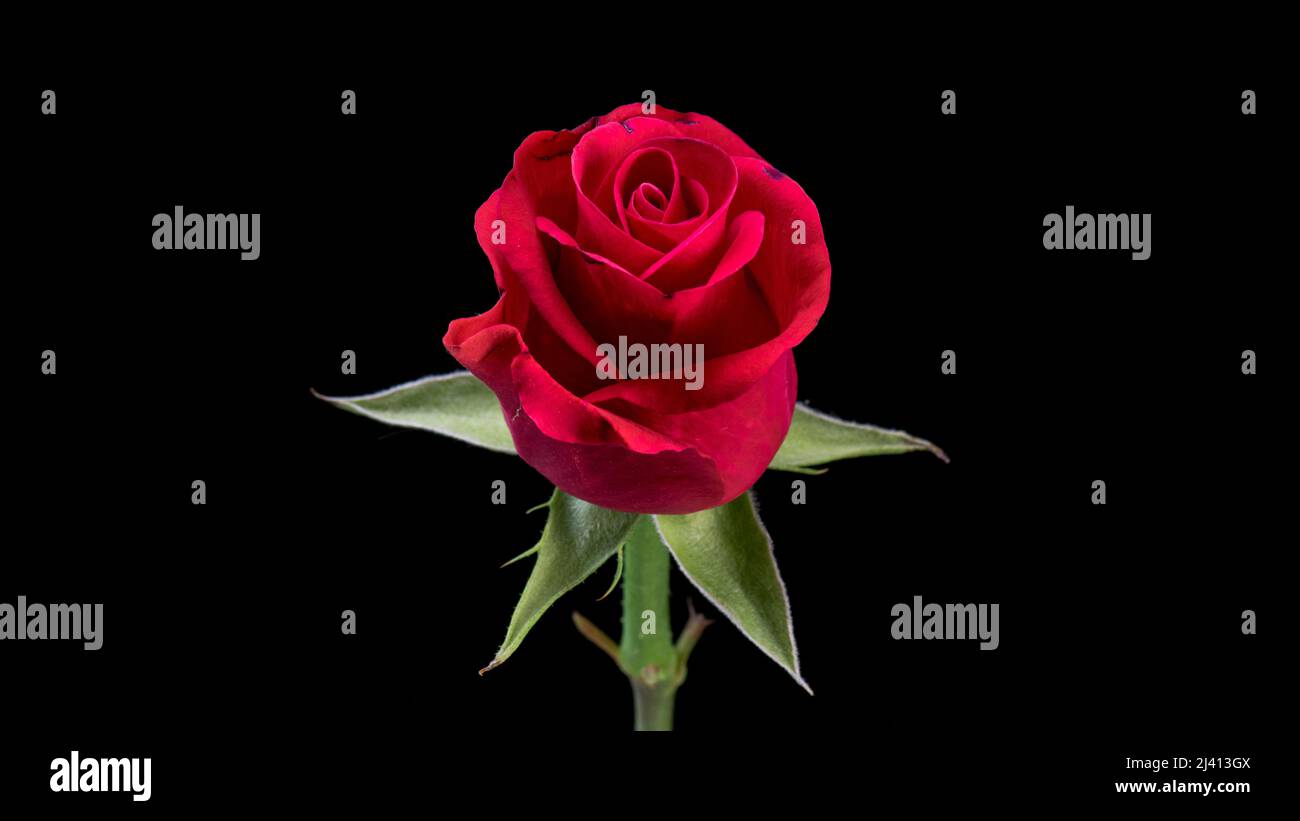 Single red rose cut out bud hi-res stock photography and images - Alamy