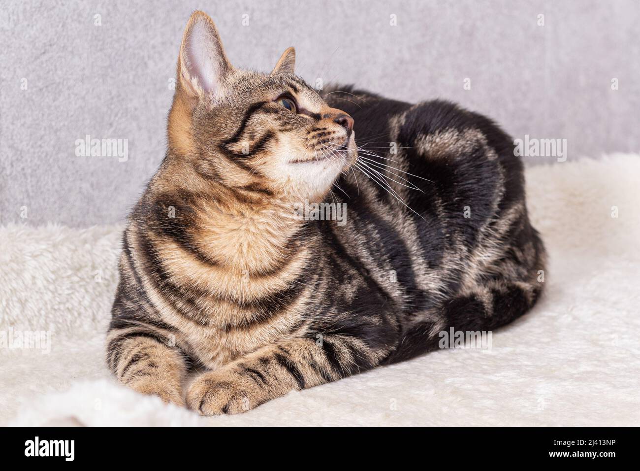 A kitten with black streaks on its fur lies on its couch and follows ...
