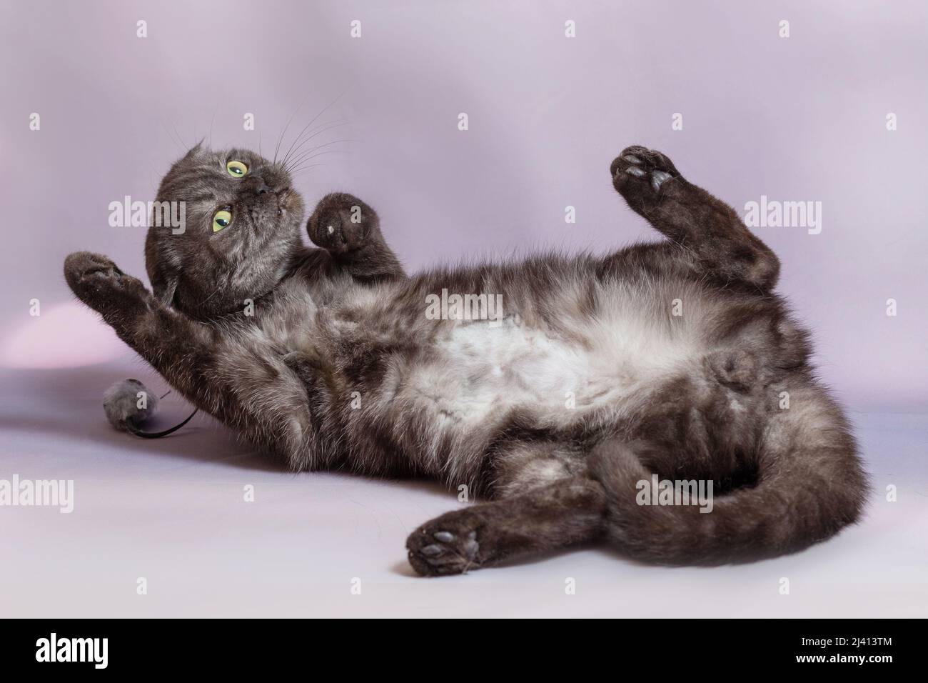 A dark gray cat of the Scottish fold breed is lying around, waving its ...