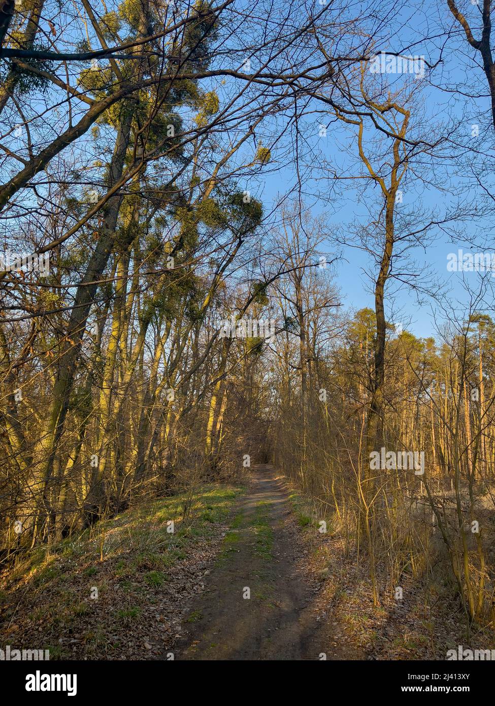 Beautiful hiking trail in spring forest outside Stock Photo - Alamy