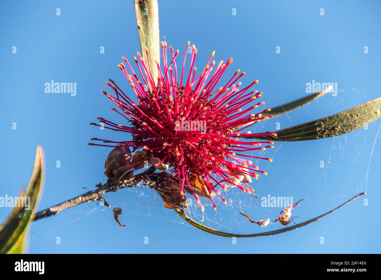 Hakea laurina hi-res stock photography and images - Alamy