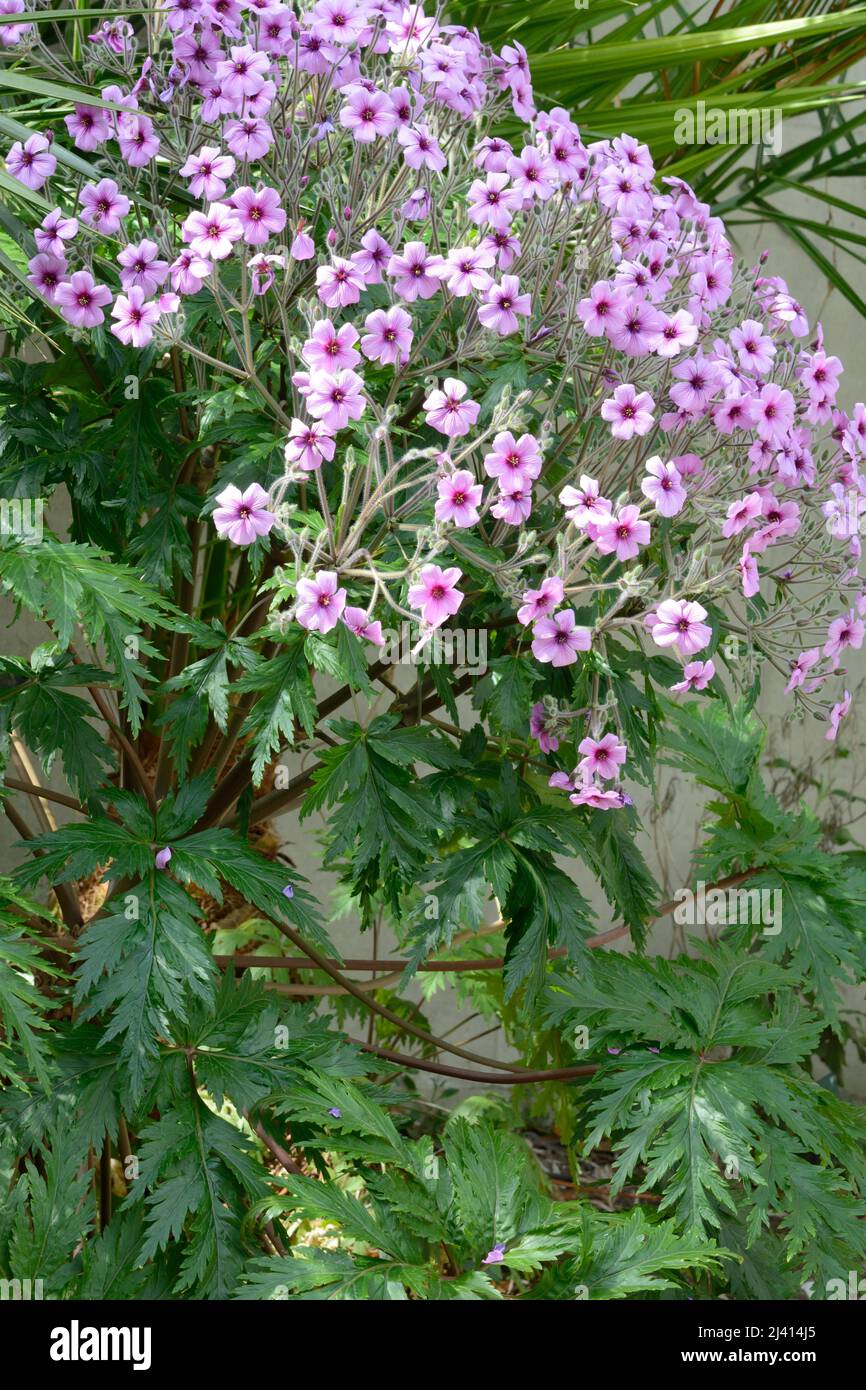 Geranium madernse Giant Herb Robert panicles of pink flowers Stock ...