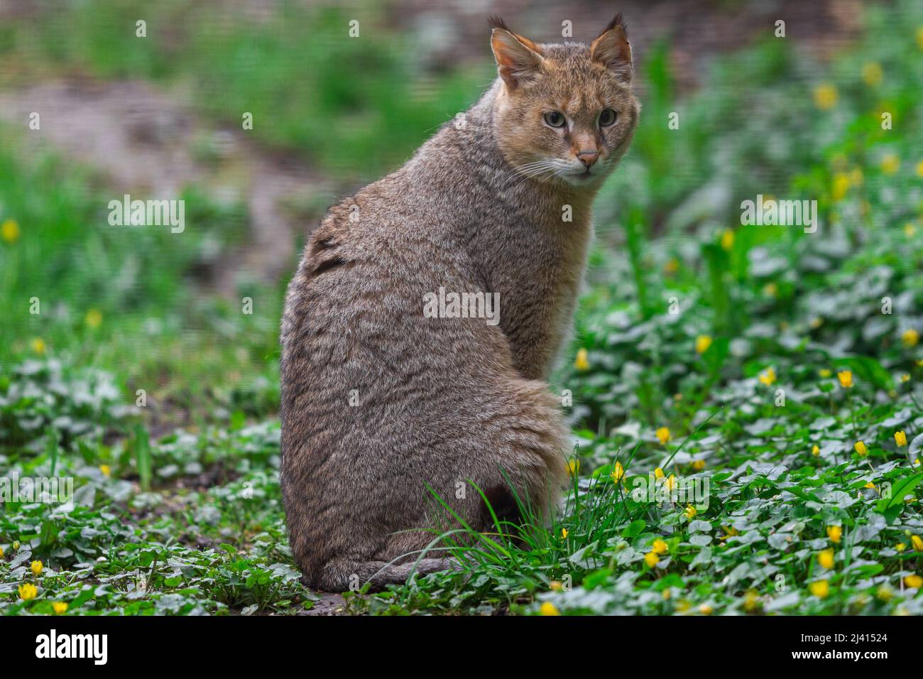 Swamp cat hi-res stock photography and images - Alamy