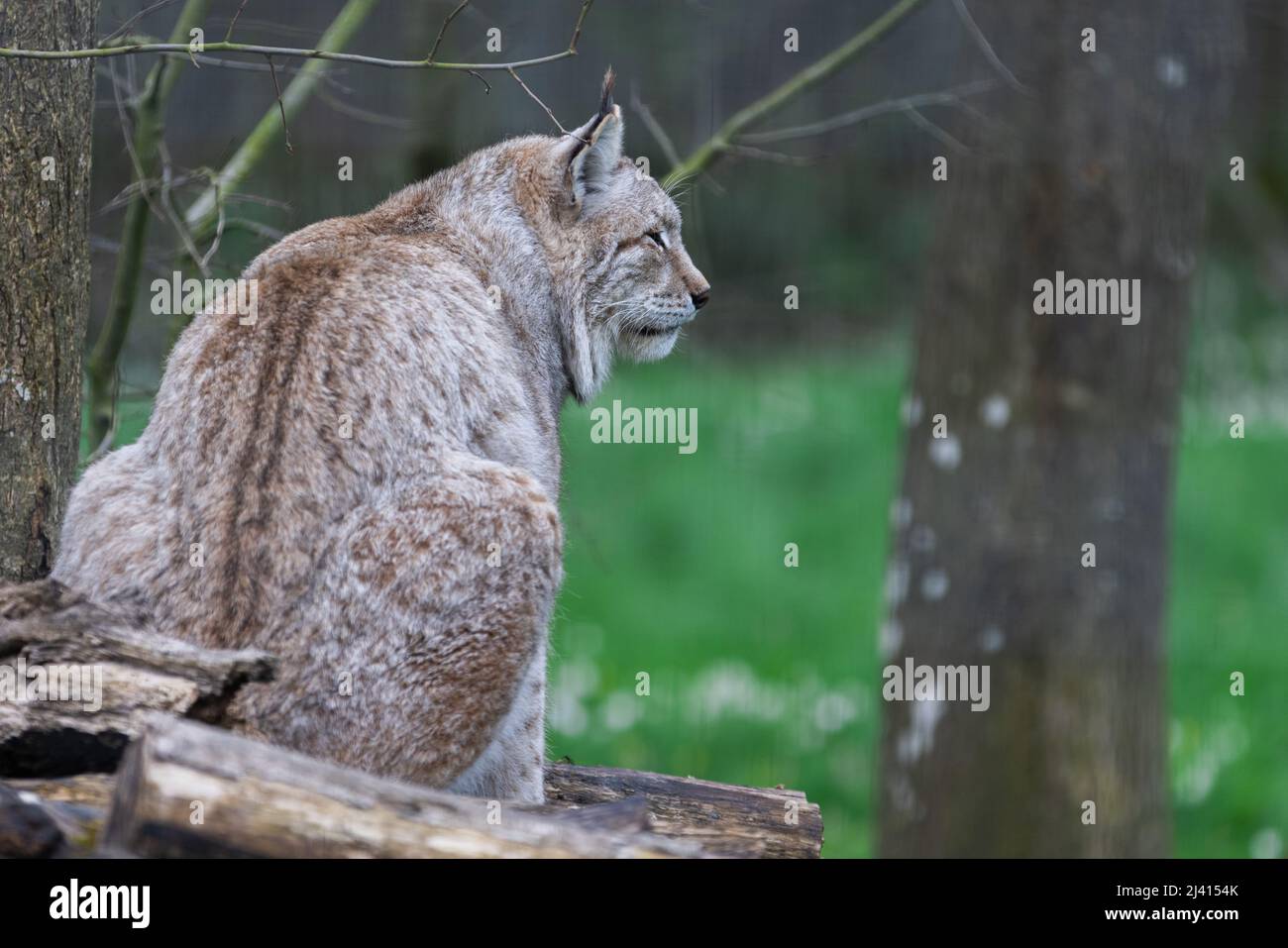 A lynx resting in the forest Stock Photo - Alamy