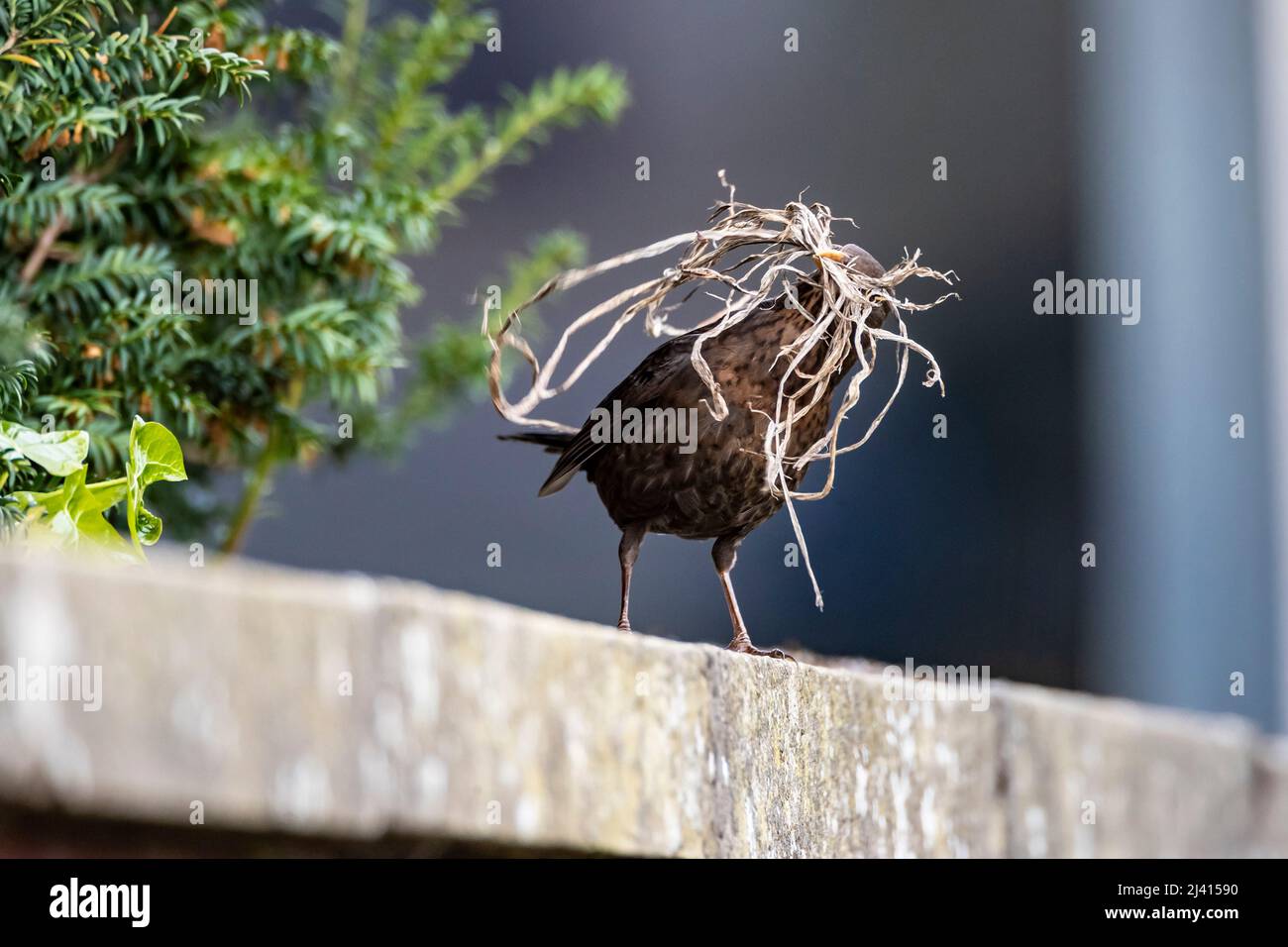 Blackbird nest building hi-res stock photography and images - Alamy