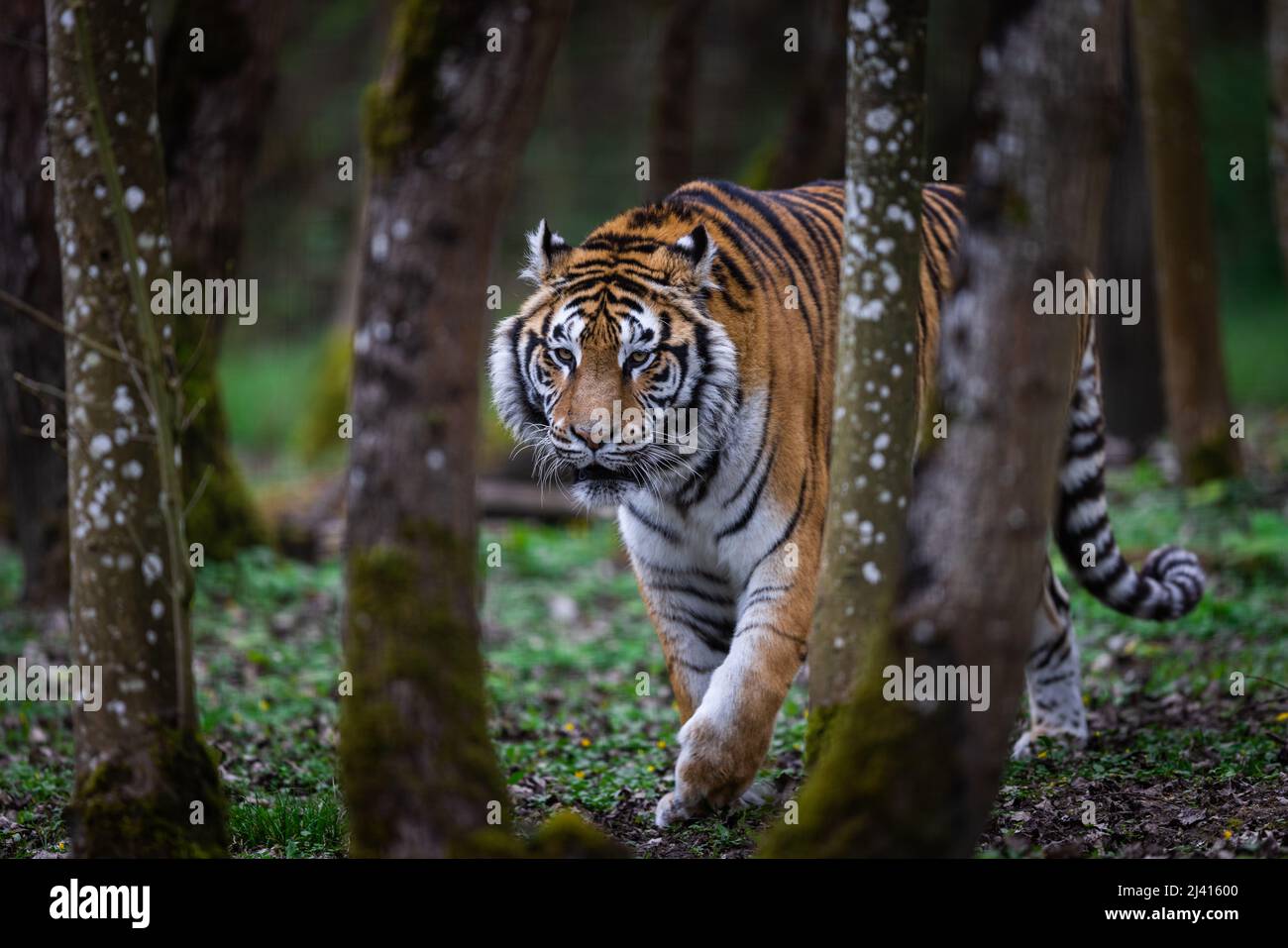Portrait of a tiger in the forest Stock Photo - Alamy