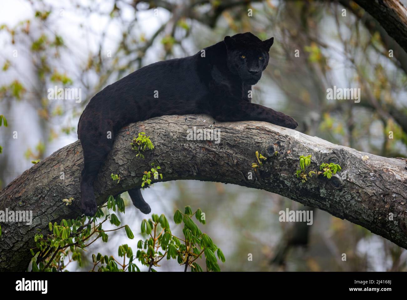 Black Jaguar In Tree