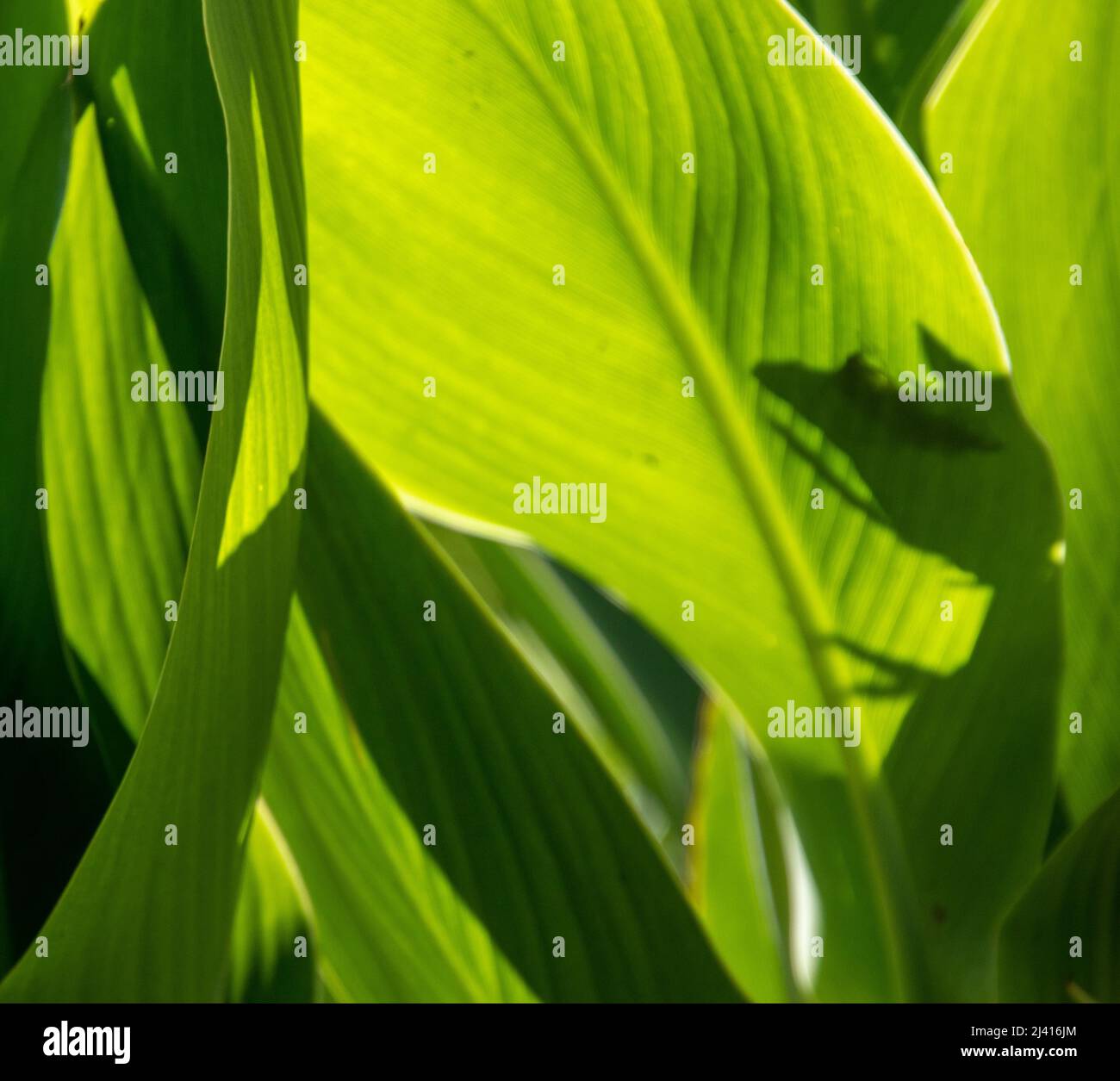 Lurking shadow hi-res stock photography and images - Alamy