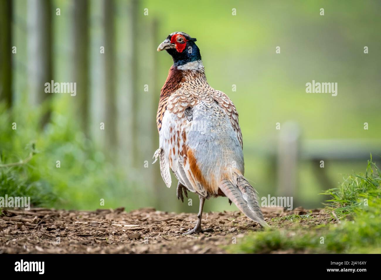 Pheasant legs hi-res stock photography and images - Alamy