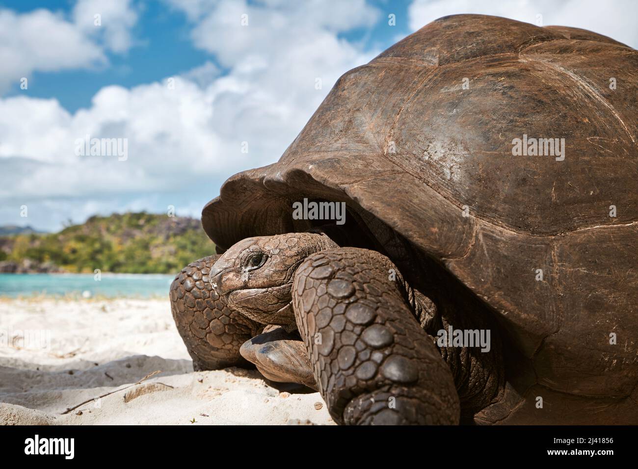 Seychelles tortoise beach hi-res stock photography and images - Alamy